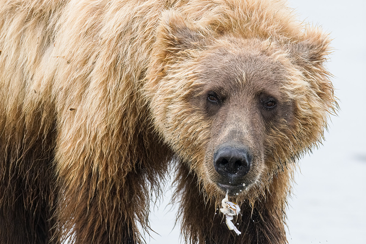 TAMRON | Lewis Kemper | How to Photograph: Alaskan Bear Country