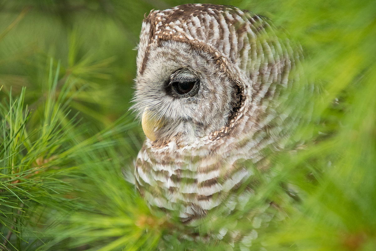 TAMRON | David Akoubian | Test-Drive: Birds of Prey