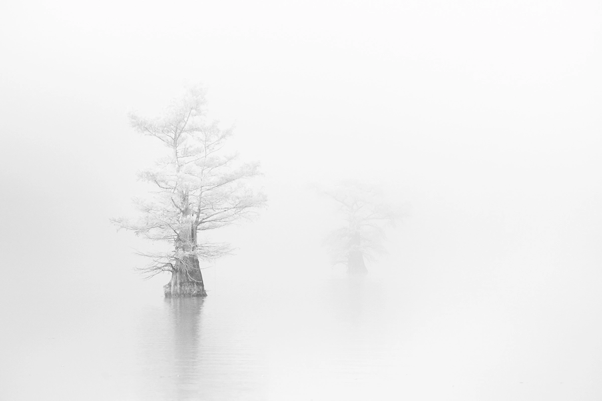 Infrared Photography in Southern Swamps: 5 Pro Tips for Unique ...