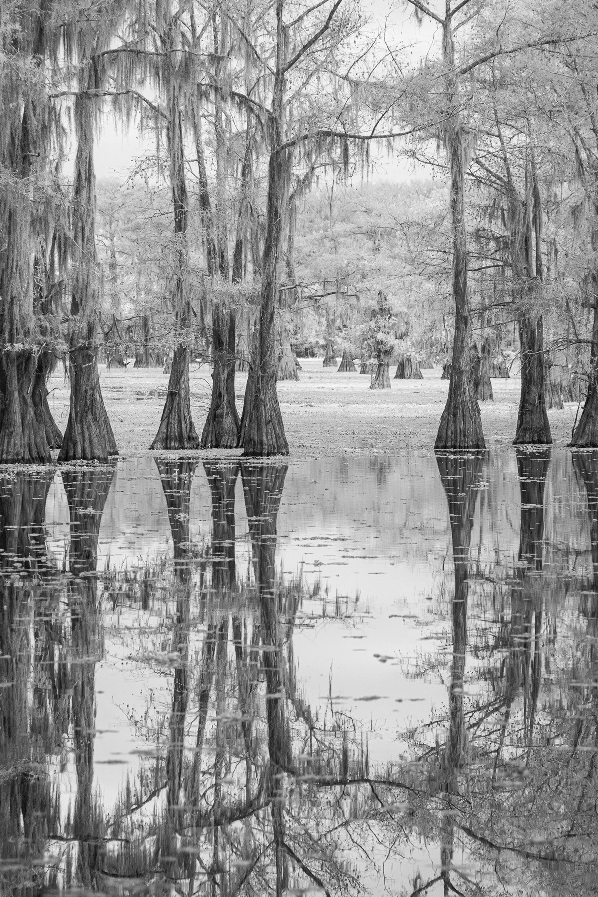 Infrared Photography in Southern Swamps: 5 Pro Tips for Unique ...
