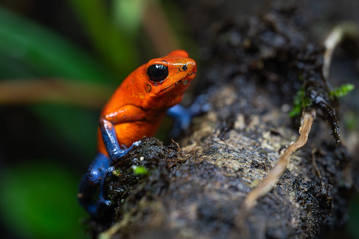 Macro Rainforest Photography in Costa Rica: Capture Tiny Wonders | Tamron