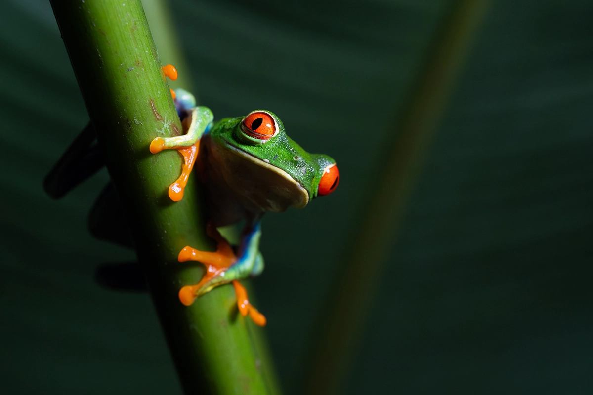 Macro Rainforest Photography in Costa Rica: Capture Tiny Wonders | Tamron