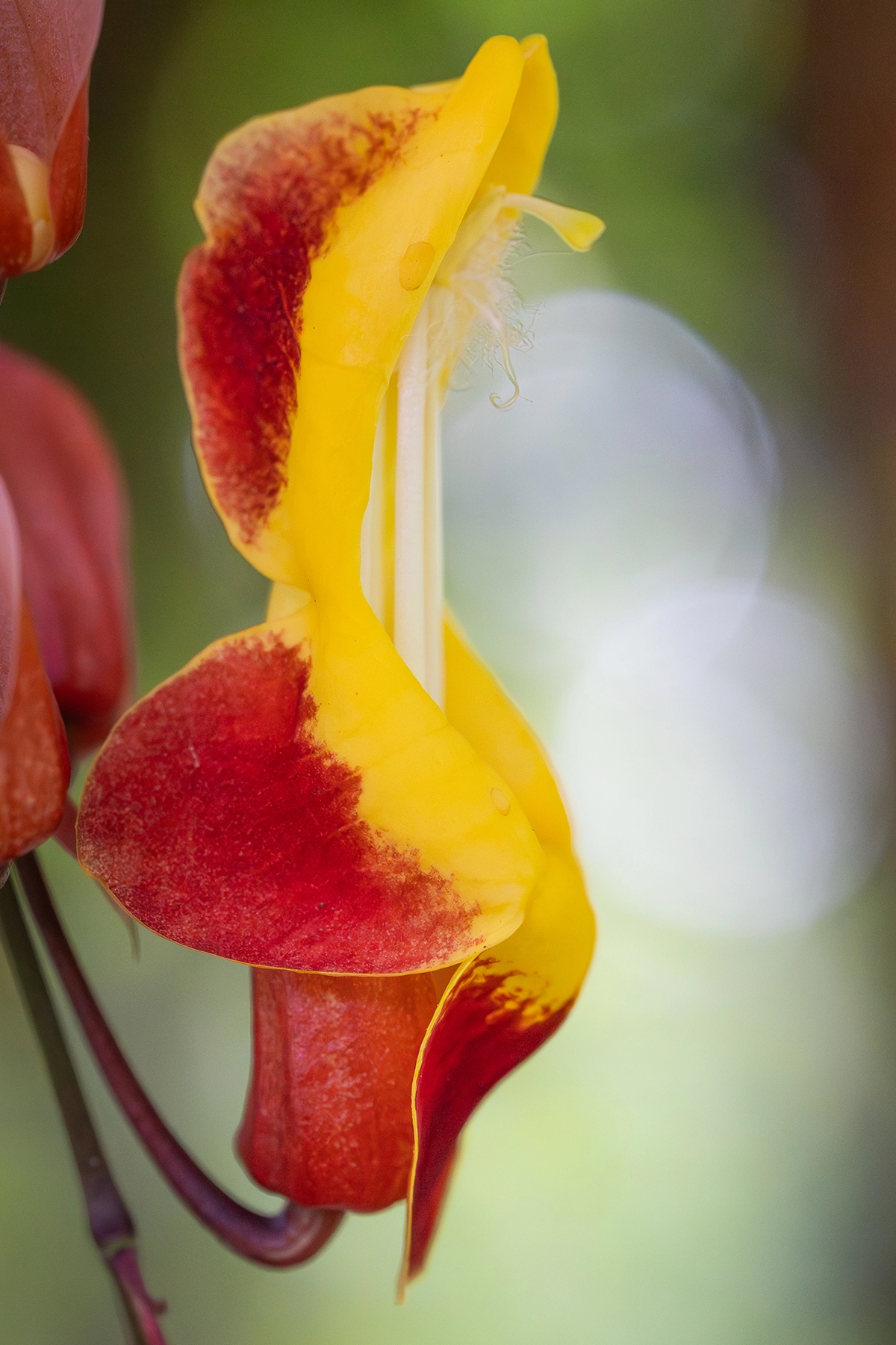 Macro Rainforest Photography in Costa Rica: Capture Tiny Wonders | Tamron